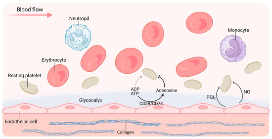 Platelets in Renal Disease
