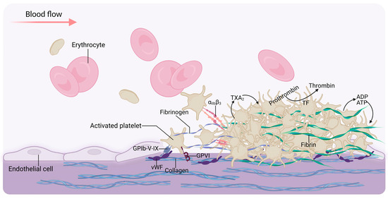 Platelets in Renal Disease