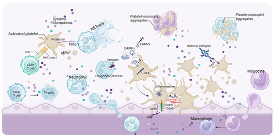 Platelets in Renal Disease