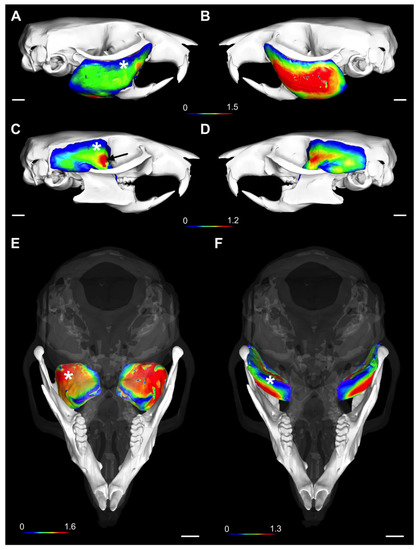 Unilateral Hypofunction of the Masseter Leads to Molecular and 3D ...