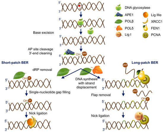 Base Excision DNA Repair in Plants: Arabidopsis and Beyond