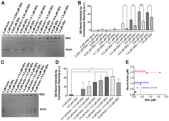 Interactions between Quantum Dots and G-Actin