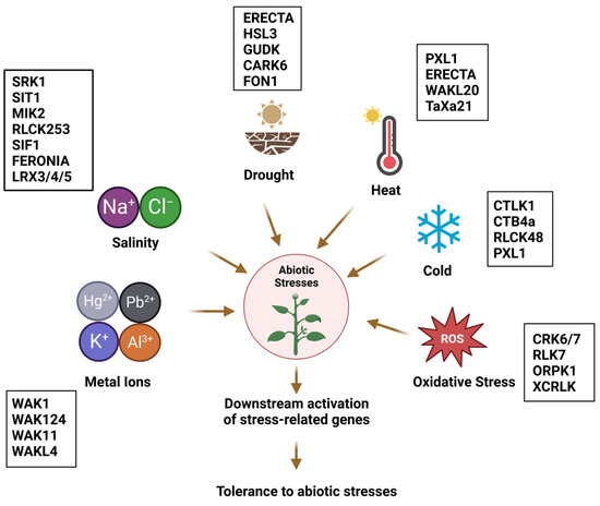 Emerging Roles of Receptor-like Protein Kinases in Plant Response to ...