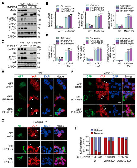 PIP5Kγ Mediates PI(4,5)P2/Merlin/LATS1 Signaling Activation and ...