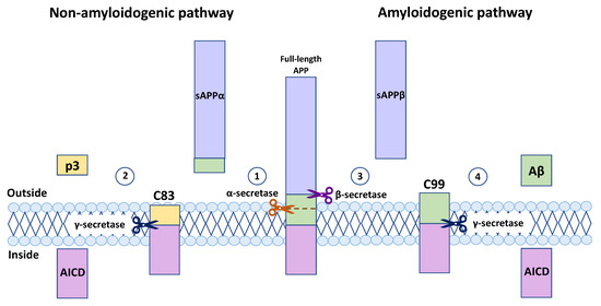 Amyloid Precursor Protein and Alzheimer’s Disease
