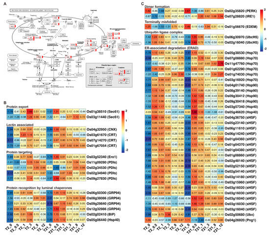 Transcriptome Analysis Reveals the Dynamic and Rapid Transcriptional ...