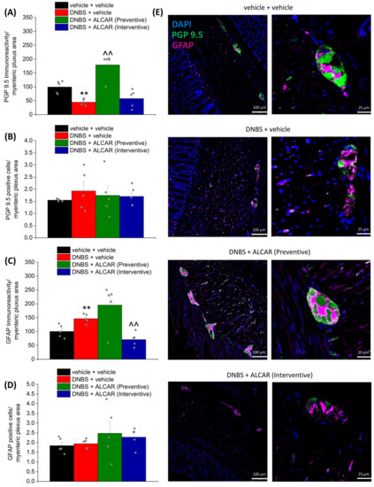 Anti-Hyperalgesic Efficacy of Acetyl L-Carnitine (ALCAR) Against ...