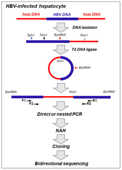 Ijms Free Full Text The Initial Hepatitis B Virus Hepatocyte