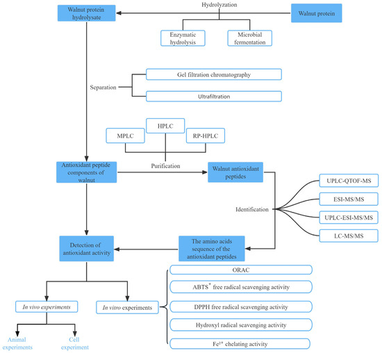 Research Progress on the Preparation and Function of Antioxidant ...