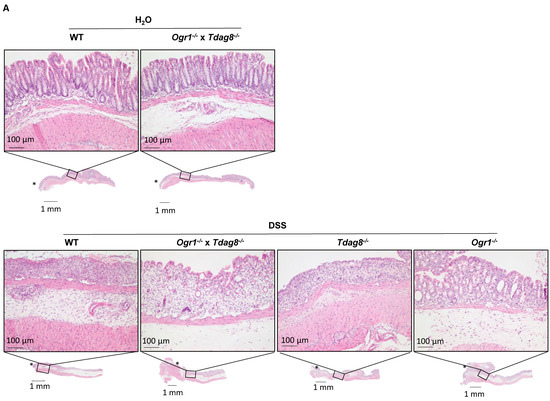 OGR1 (GPR68) and TDAG8 (GPR65) Have Antagonistic Effects in Models of ...
