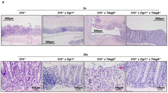 OGR1 (GPR68) and TDAG8 (GPR65) Have Antagonistic Effects in Models of ...