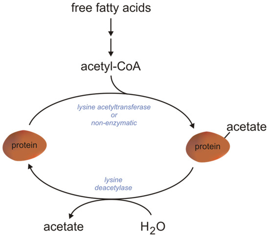 The Physiological and Pathological Role of Acyl-CoA Oxidation