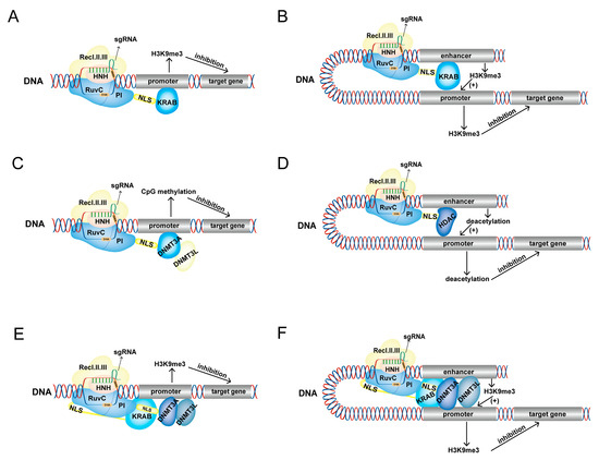 CRISPR/dCas9 Tools: Epigenetic Mechanism and Application in Gene ...