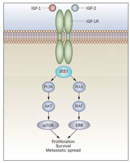 The IGF1 Signaling Pathway: From Basic Concepts to Therapeutic ...
