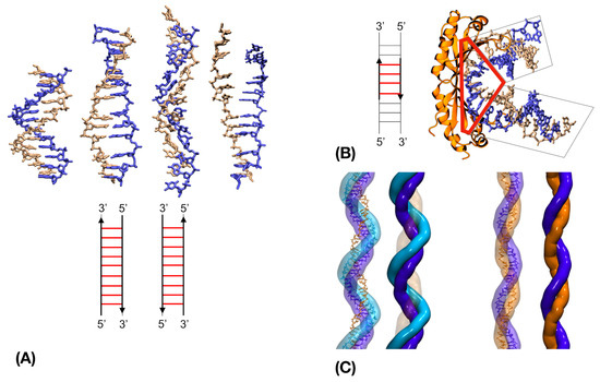 Modeling the Homologous Recombination Process: Methods, Successes and ...