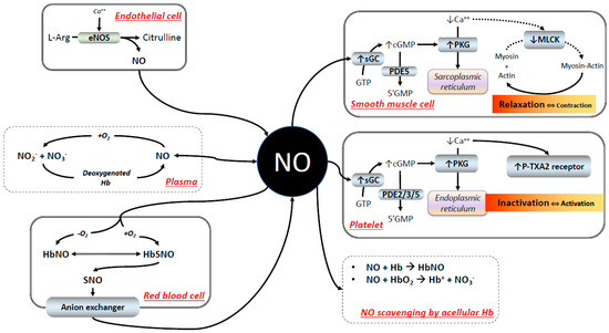 How Nitric Oxide Hindered the Search for Hemoglobin-Based Oxygen ...