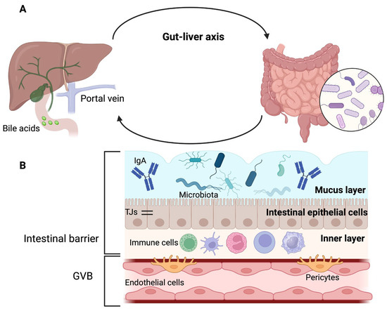 IJMS | Free Full-Text | Prebiotics and Probiotics: Therapeutic Tools for Nonalcoholic Fatty ...
