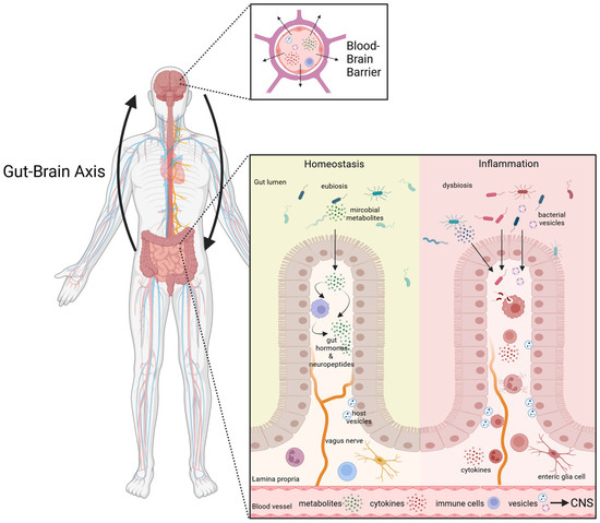 IJMS | Free Full-Text | Impact of Microbiome–Brain Communication on ...