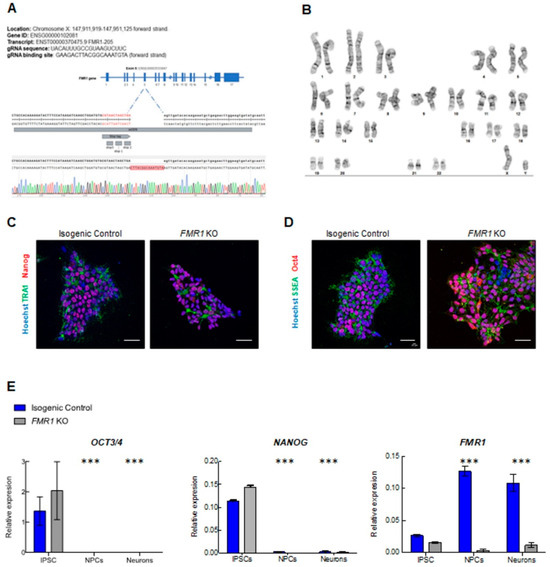 Transcriptional Dysregulation and Impaired Neuronal Activity in FMR1 ...
