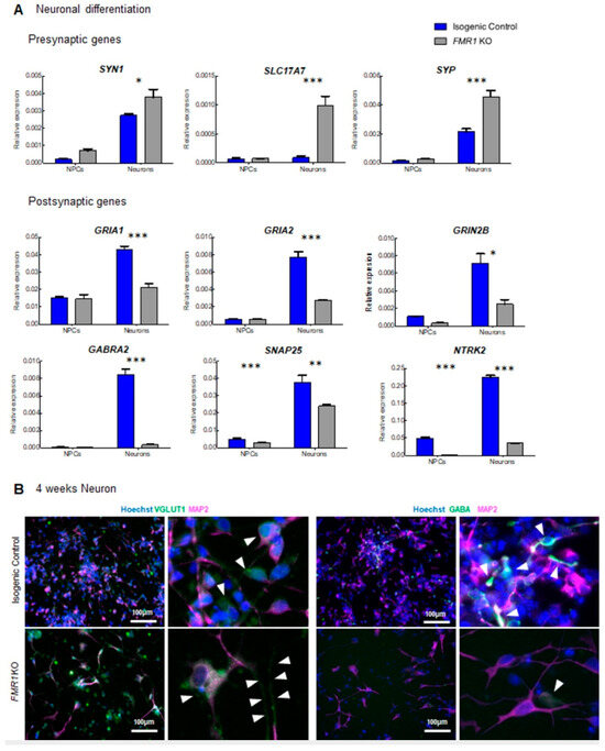 Transcriptional Dysregulation and Impaired Neuronal Activity in FMR1 ...