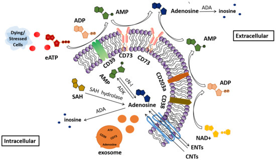 The Immune Regulatory Role of Adenosine in the Tumor Microenvironment