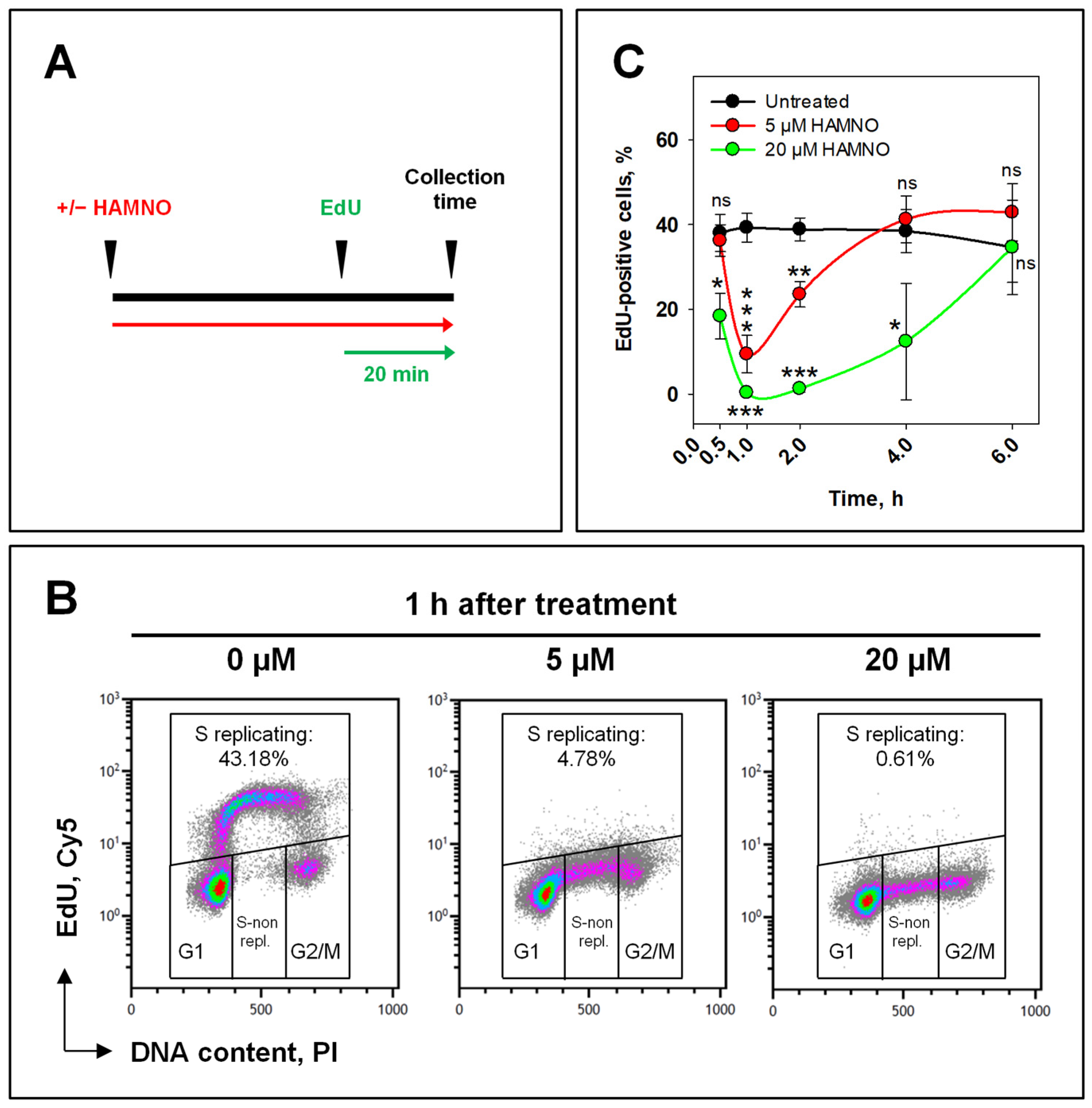 IJMS | Free Full-Text | Chemical Inhibition of RPA by HAMNO Alters Cell ...