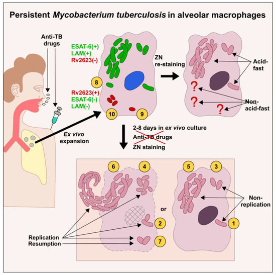 Drug-Tolerant Mycobacterium tuberculosis Adopt Different Survival ...