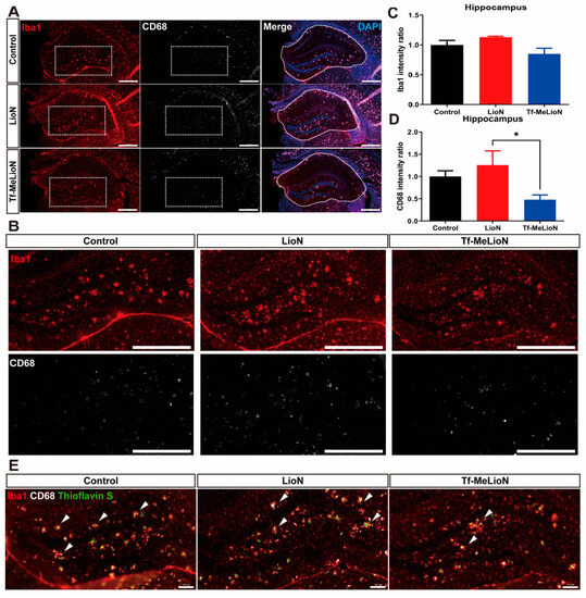 Transferrin-Conjugated Melittin-Loaded L-Arginine-Coated Iron Oxide ...