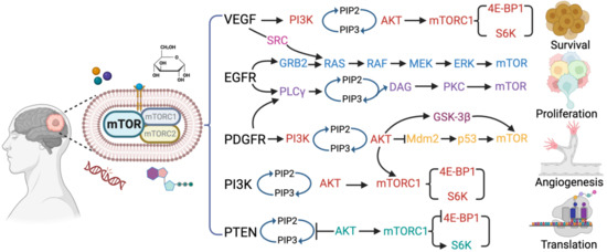 Unveiling Novel Avenues in mTOR-Targeted Therapeutics: Advancements in ...