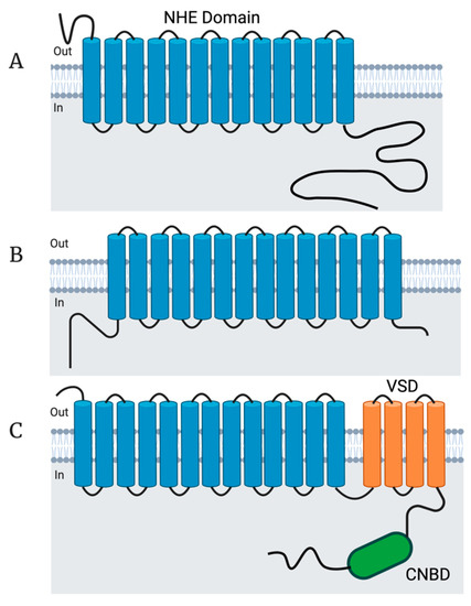 IJMS | Free Full-Text | Na+/H+ Exchangers (NHEs) in Mammalian Sperm ...