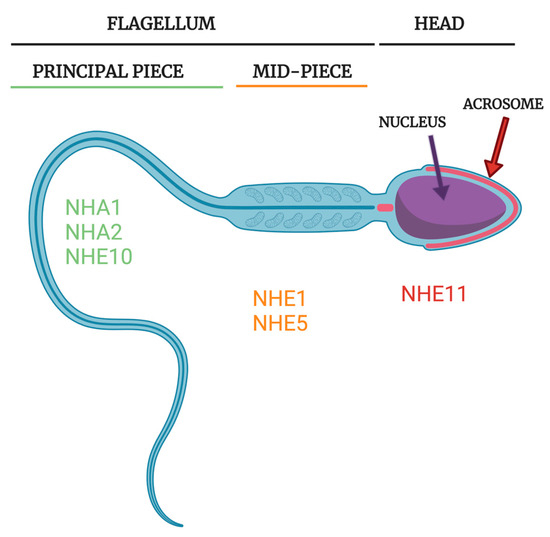 IJMS | Free Full-Text | Na+/H+ Exchangers (NHEs) in Mammalian Sperm ...