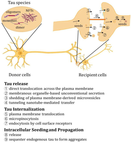 Aggregation, Transmission, and Toxicity of the Microtubule-Associated ...