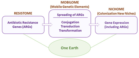 One Earth: The Equilibrium between the Human and the Bacterial Worlds