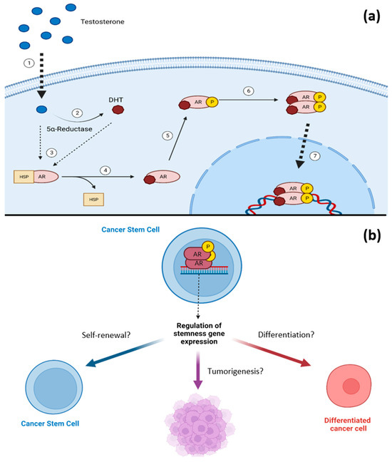 Cancer Stem Cells and Androgen Receptor Signaling: Partners in Disease ...