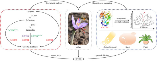 IJMS | Free Full-Text | The Functional Characteristics and Soluble ...