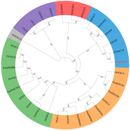 The Transcription Factor ZmNAC89 Gene Is Involved in Salt Tolerance in ...