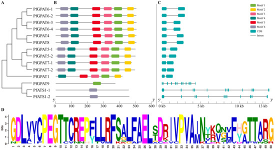 Genome-Wide Analysis of Glycerol-3-Phosphate Acyltransferase (GPAT ...