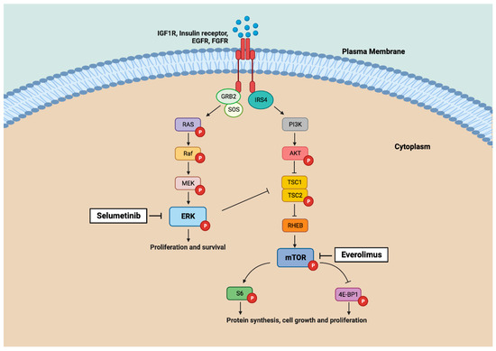 Signaling Pathways mTOR and ERK as Therapeutic Targets in Sinonasal ...