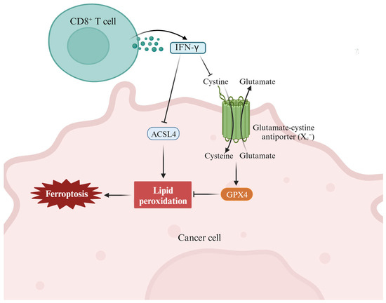 Iron, Ferroptosis, and Head and Neck Cancer
