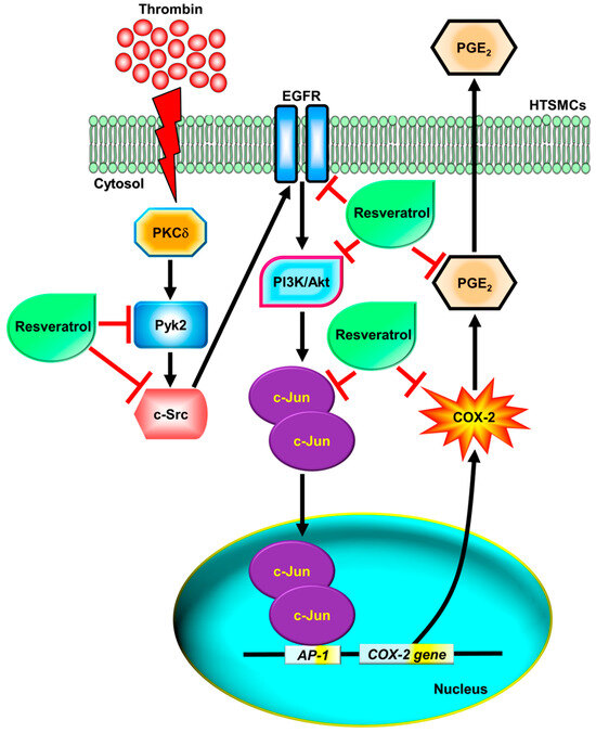 Thrombin-Induced COX-2 Expression and PGE2 Synthesis in Human Tracheal Smooth Muscle Cells: Role ...