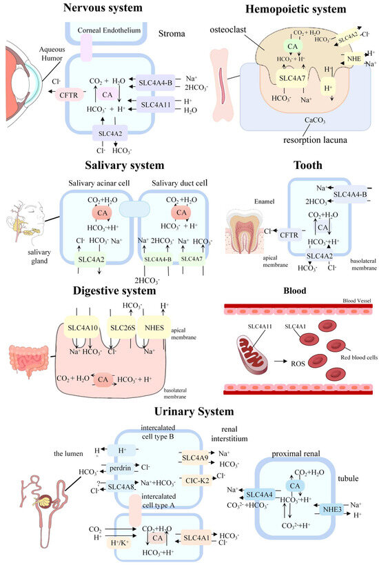 Potential Theranostic Roles of SLC4 Molecules in Human Diseases