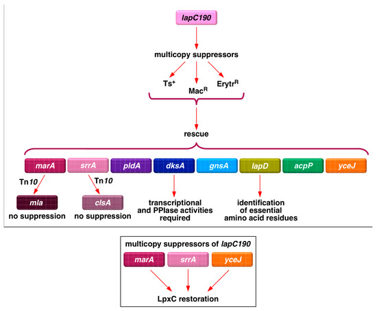 IJMS | Free Full-Text | Suppressors of lapC Mutation Identify New ...