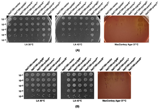 IJMS | Free Full-Text | Suppressors of lapC Mutation Identify New ...