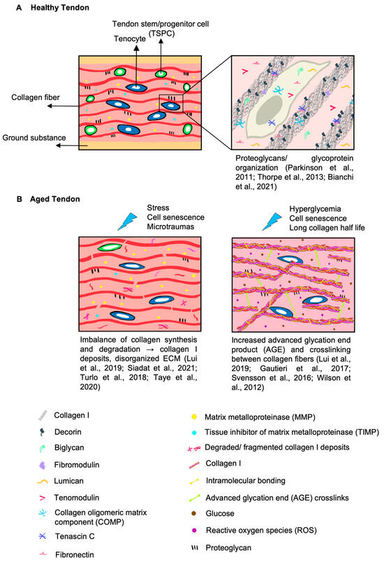 Effect of Aging on Tendon Biology, Biomechanics and Implications for ...