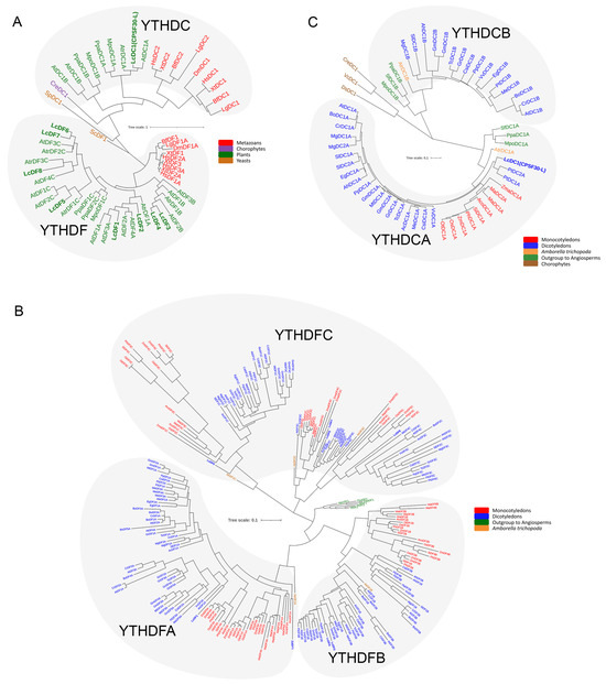 Genome-Wide Identification and Characterization of the YTH Domain ...