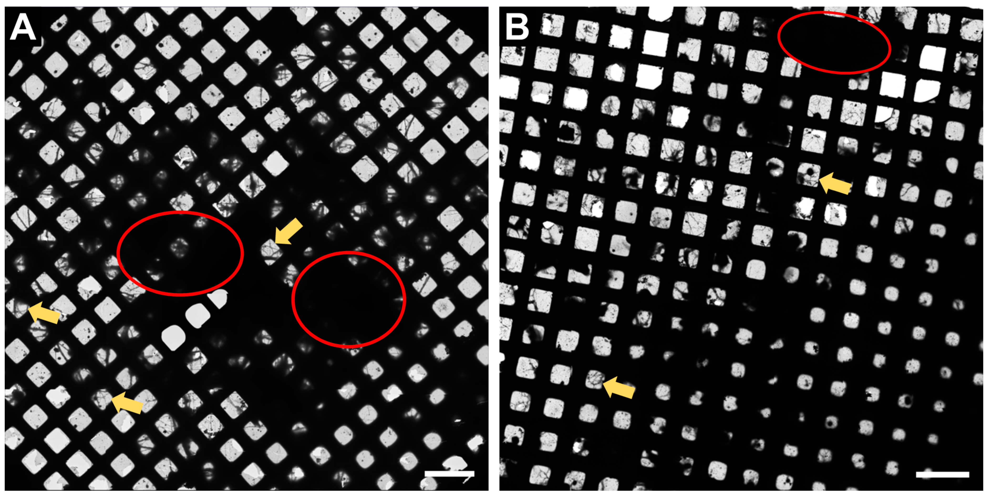 An Improved Method for Growing Primary Neurons on Electron Microscopy ...