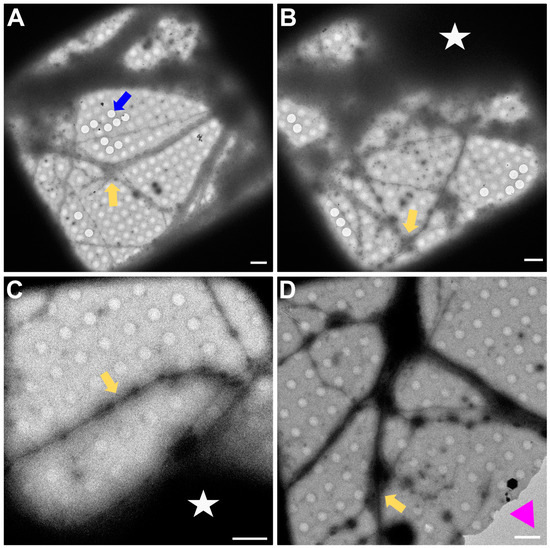 An Improved Method for Growing Primary Neurons on Electron Microscopy ...