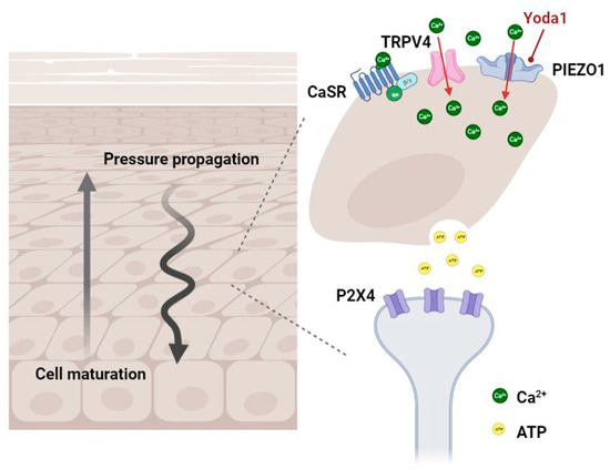 The Pressurized Skin: A Review on the Pathological Effect of Mechanical ...