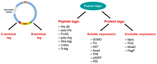 Engineering and Expression Strategies for Optimization of L ...