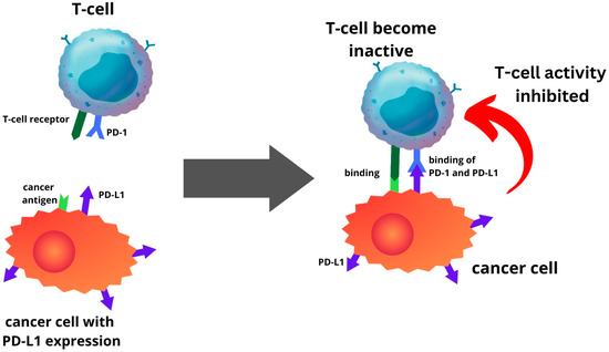Expression of PD-1 and PD-L1 in Endometrial Cancer: Molecular and Clinical Significance